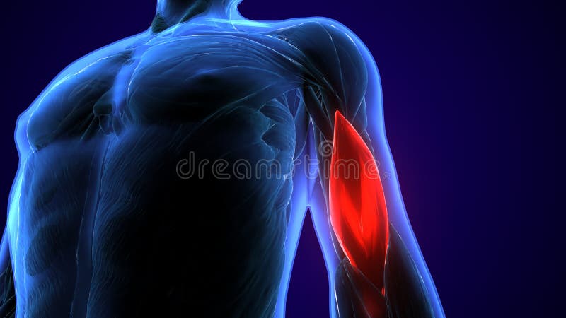 3d Rendered, Medically Accurate Illustration of the Brachioradialis ...