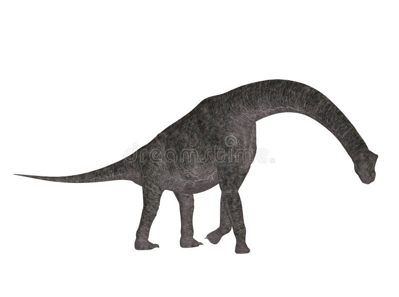 Brachiosaurus Standing on Hind Legs Stock Illustration - Illustration ...
