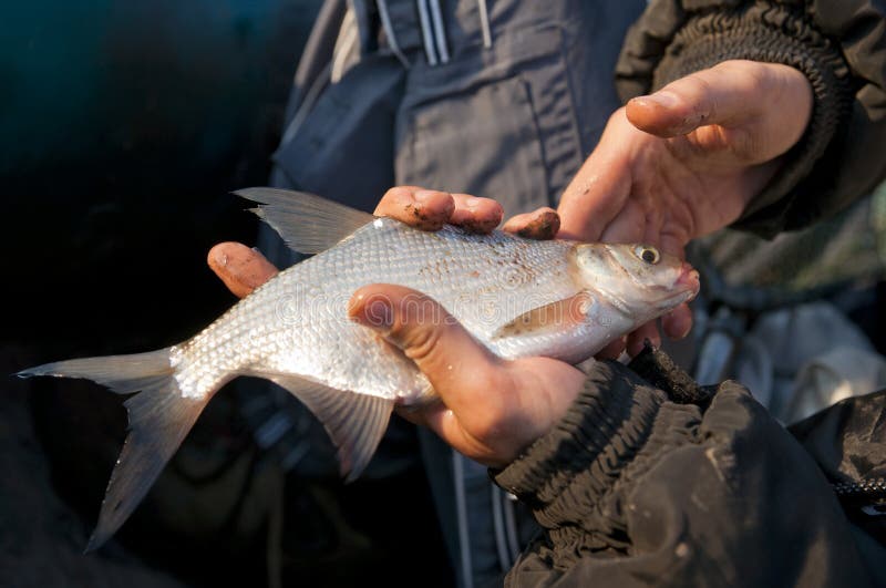 Brachsen in Der Hand Des Fischers Stockfoto - Bild von herausforderung ...