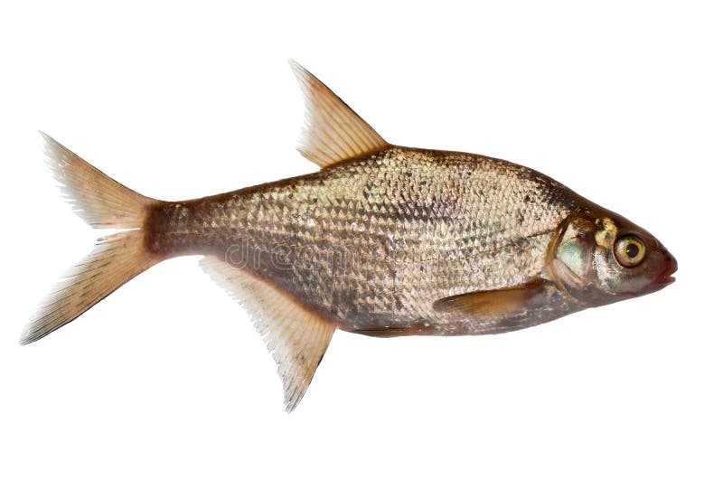 Brachsen Stock-Fotos - Laden Sie 17,909 Royalty-Free Fotos herunter