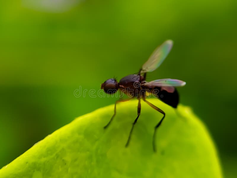 Brachyceran Infraorder Stock Photos - Free & Royalty-Free Stock Photos ...