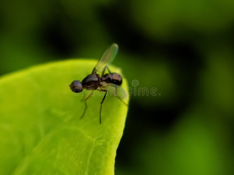 Brachyceran Infraorder Stock Photos - Free & Royalty-Free Stock Photos ...