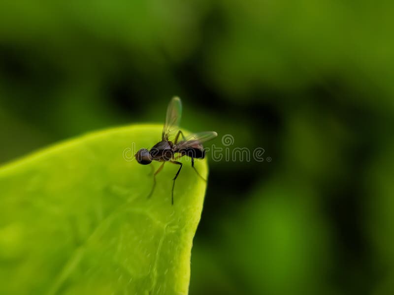 The Brachyceran Infraorder Muscomorpha is a Large and Diverse Group of ...