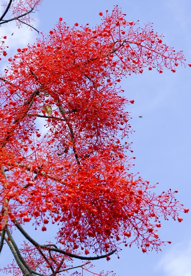 Brachychiton acerifolius stock image. Image of leafless - 217350283
