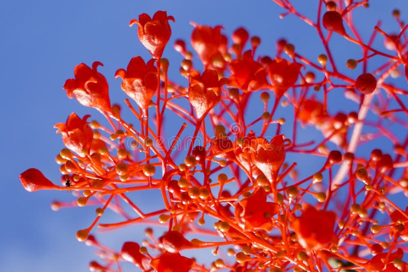 The Australian Brachychiton Acerifolius, Commonly Known As The ...