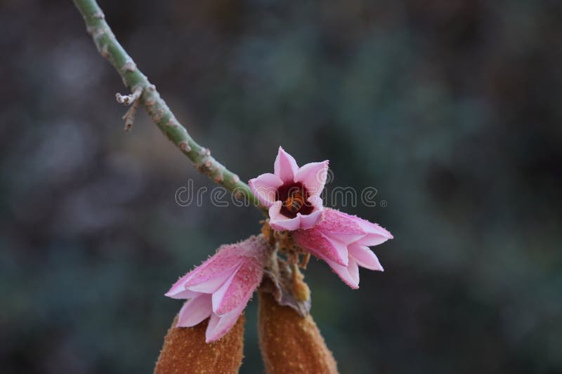 Brachychiton Discolor or Lacebark Tree Flower Pink Stock Photo - Image ...