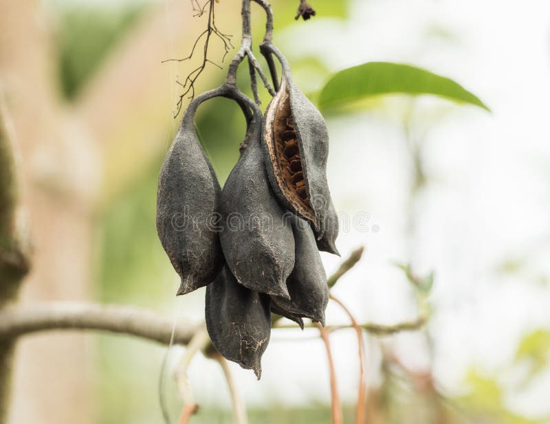644 Seed Pod Hanging Photos - Free & Royalty-Free Stock Photos from ...