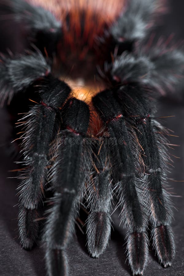 Brachypelma albiceps stock image. Image of macro, dark - 19353233