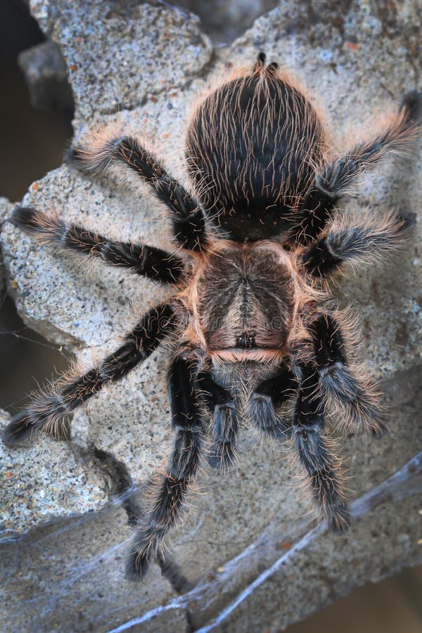 Tarantula stock photo. Image of animal, foots, hairy - 139974980