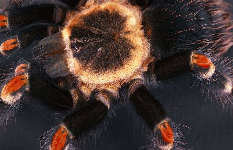 Brachypelma Auratum Also Called Mexican Flame Knee Tarantula Stock ...