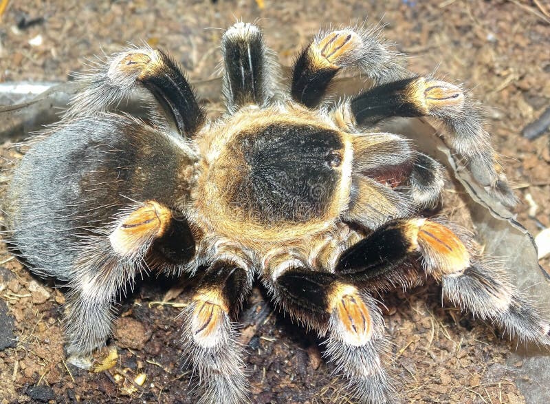 Brachypelma Hamorii (Mexican Redknee Tarantula Stock Image - Image of ...