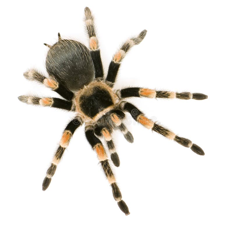 Mexican Redknee Tarantula Brachypelma Smithi, Spider Female Stock Photo ...