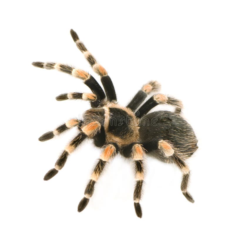 Spider, Huntsman, Holconia Immanis Stock Photo - Image of bite ...