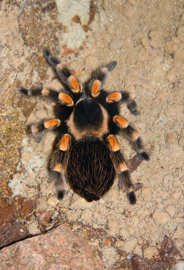 Brachypelma Smithi stock photo. Image of spider, alone - 9332790