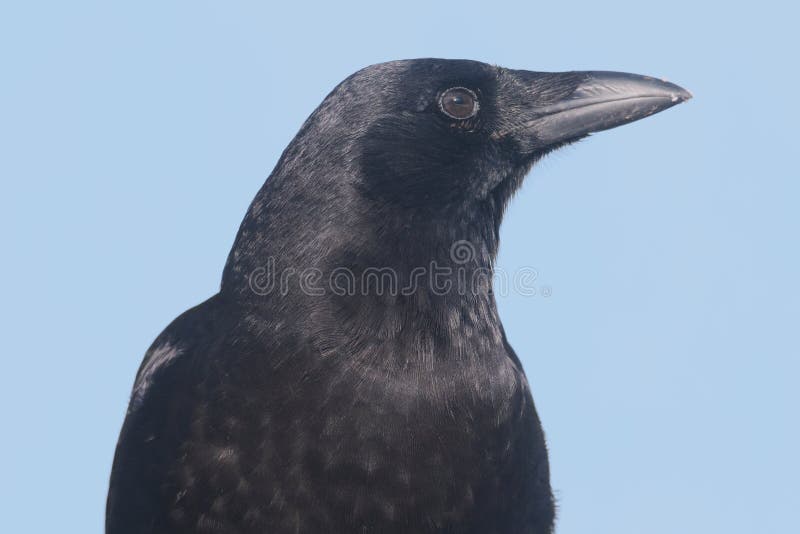 Corvo Americano (brachyrhynchos Do Corvus) Imagem de Stock - Imagem de ...