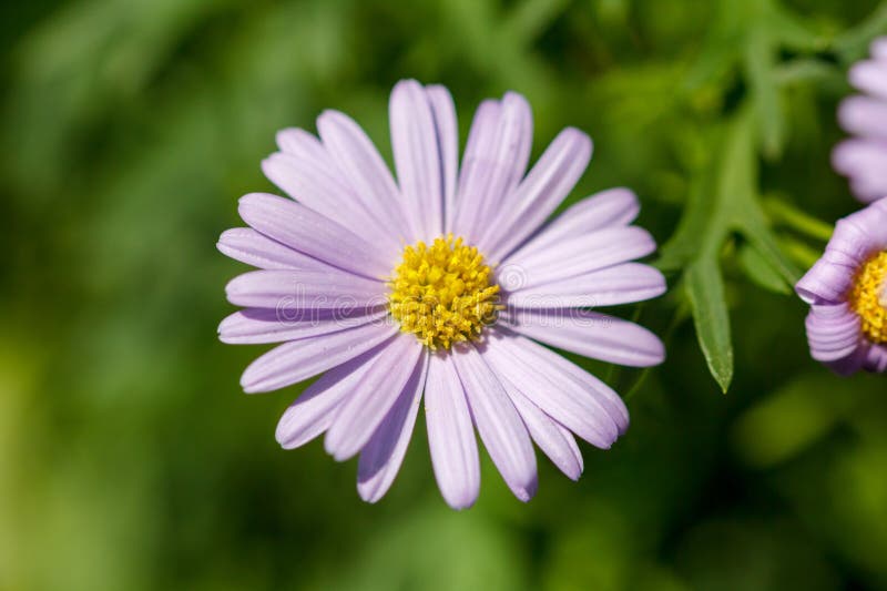 Brachyscome Multifida Flower in Bloom - Stock Photo Stock Photo - Image ...