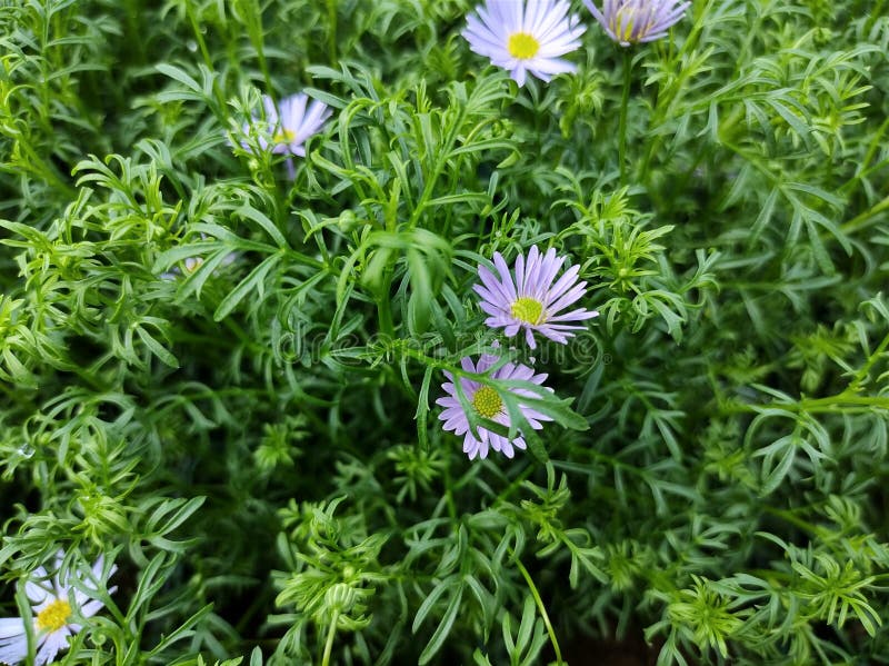 Brachyscome Royal Blue stock photo. Image of colour - 330704628