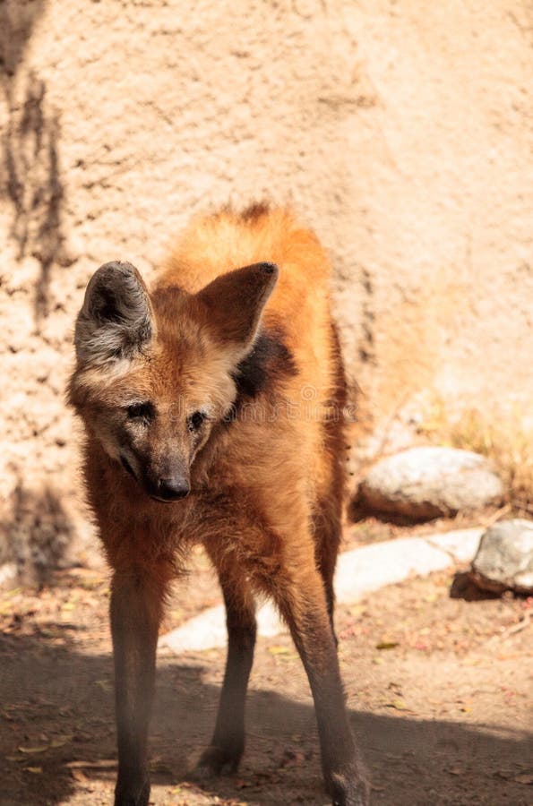 Brachyurus Di Chrysocyon Del Crisocione Immagine Stock - Immagine di ...