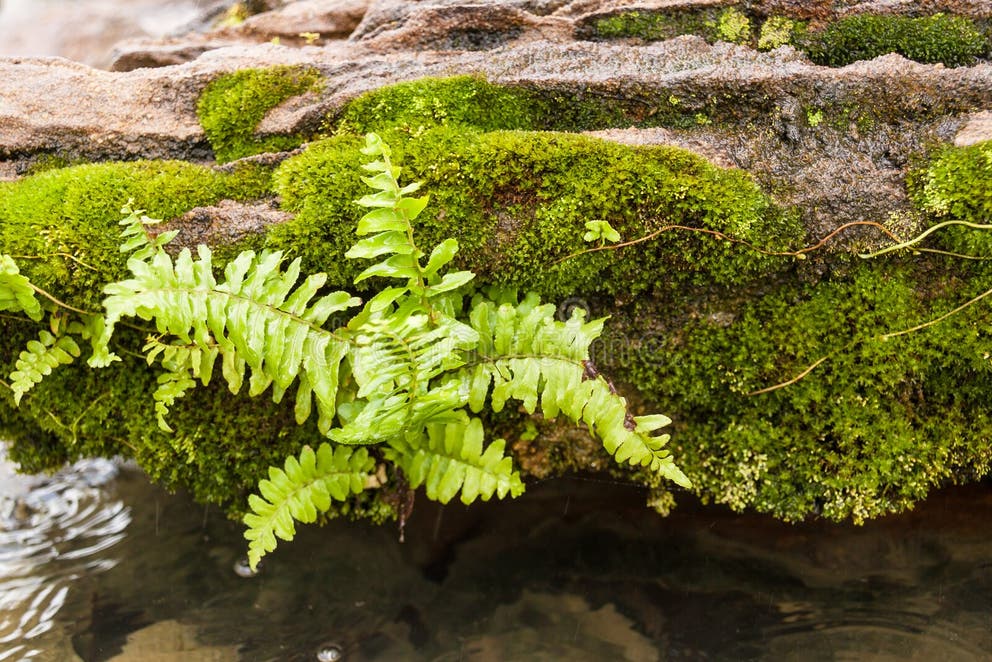 Bracken stock photo. Image of brazil, rock, roots, amazon - 23214304
