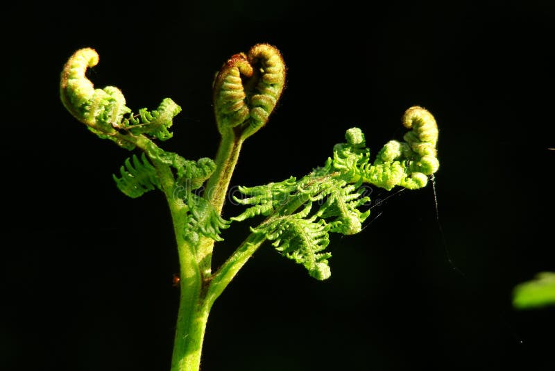 Bracken stock image. Image of frond, leaf, fern, biodiversity - 46500361