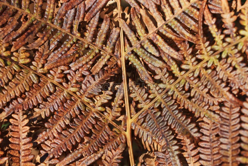 Bracken in autumn stock image. Image of gold, footpath - 7253247