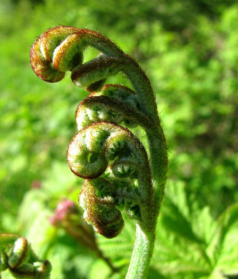 Bracken Fern Fiddlehead stock image. Image of outdoors - 9559983