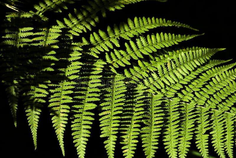Bracken Fern, Pteridium Aquilinum Stock Photo - Image of outdoor ...
