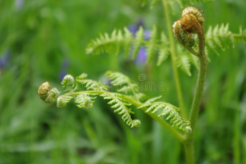 Bracken unfurling stock image. Image of focus, bracken - 33115487