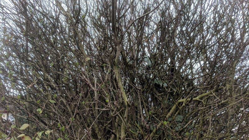 Bracken Up through the Trees Stock Photo - Image of branches, trees ...