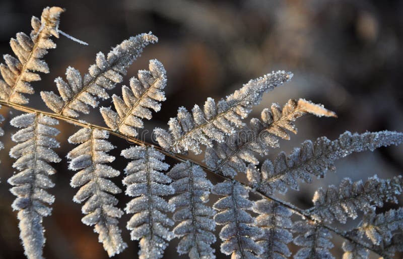 Winter Bracken & Silver Birch Trees. Stock Image - Image of moorland ...