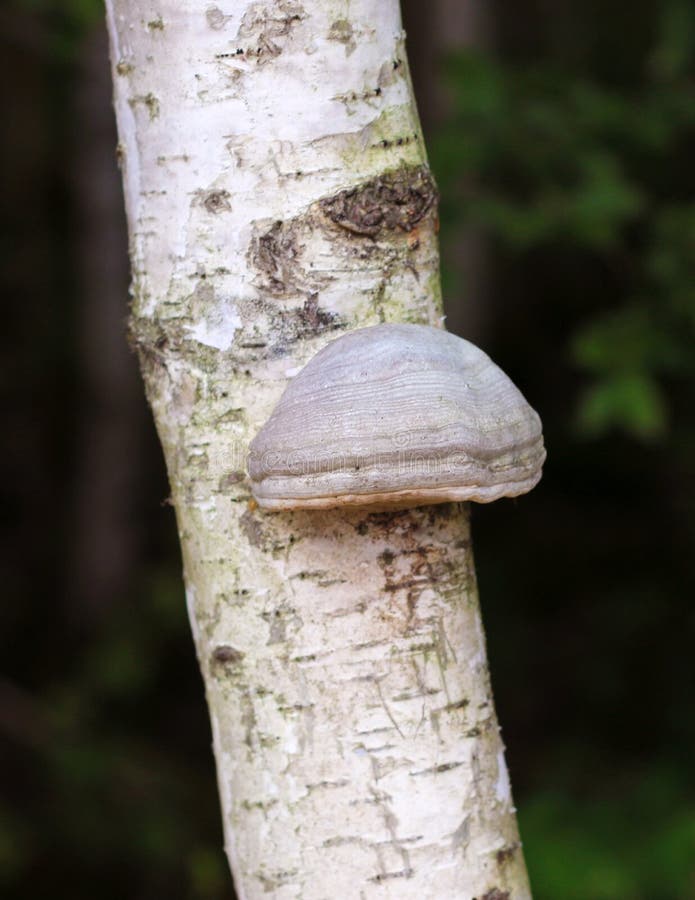 Bracket Fungus on a Birch Tree, Tinder Fungus, Spunk, Touchwood, Conk ...