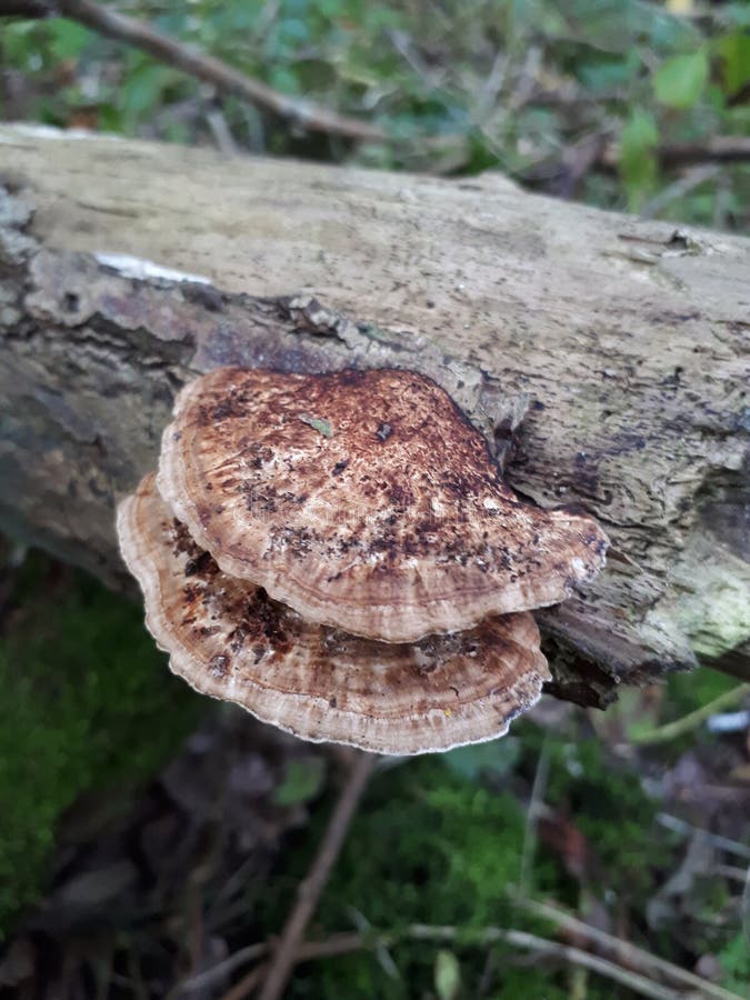 Bracket Fungus stock image. Image of fungi, bracket - 100612127