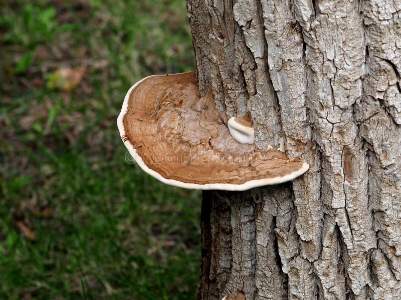 Bracket Fungus Growing on Tree Stock Image - Image of deciduous, tree ...