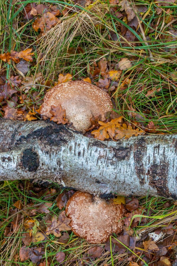 Bracket Shelf Fungus Growing on a Tree in the Forest Stock Photo ...