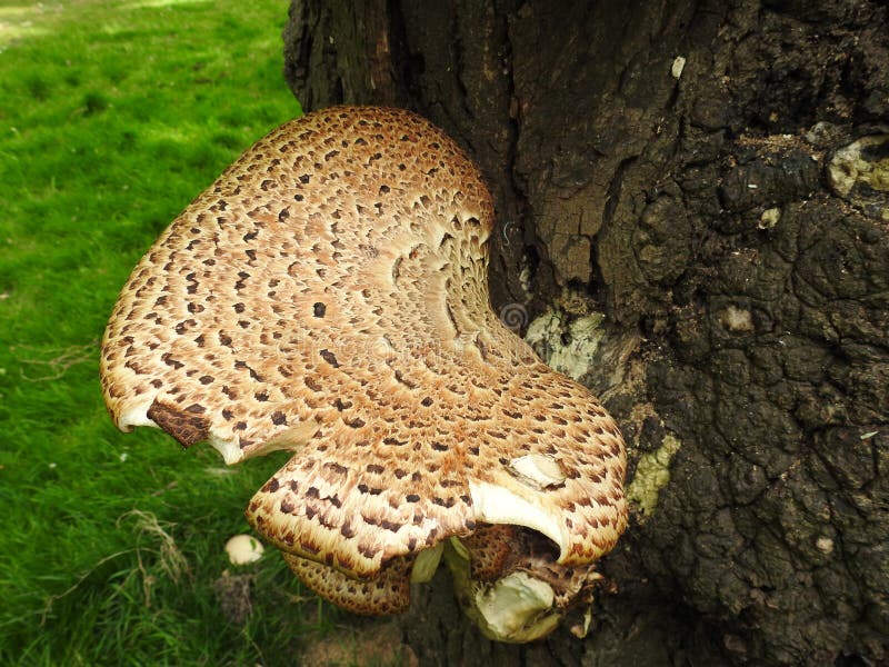 Bracket Fungus Growing on a Tree Trunk Stock Image - Image of fungus ...