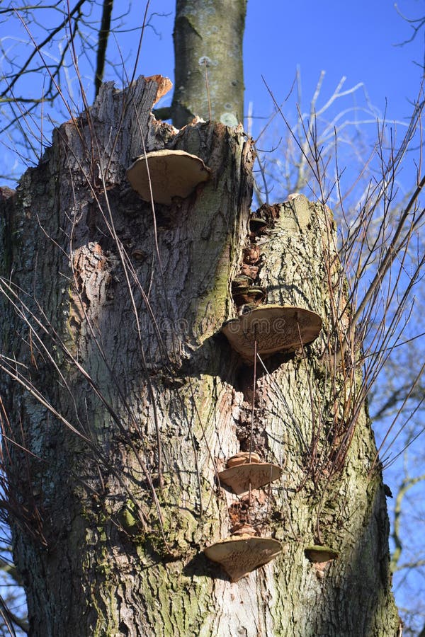 Bracket Fungus, Growing on Tree Trunk. Stock Photo - Image of brown ...