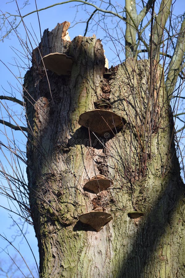 Bracket Fungus, Growing on Tree Trunk. Stock Image - Image of ecosystem ...