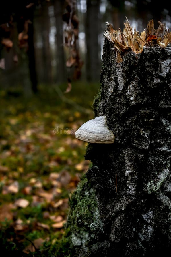 A Bracket Fungus Grows on the Side of a Weathered Tree Stump Stock ...