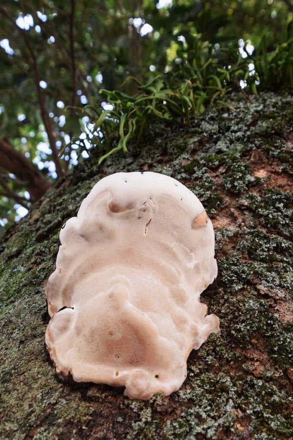 Mushroom (bracket-fungus) 4 Stock Image - Image of nature, closeup ...