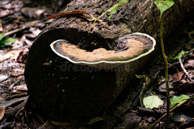 Bracket Fungus on a Log in Forest Setting. Stock Image - Image of ...
