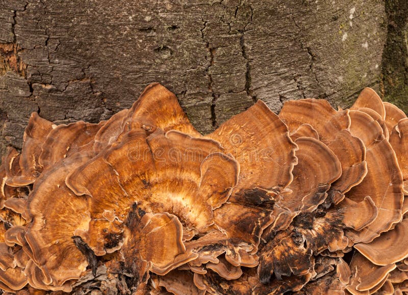 Bracket-fungus Mushrooms Growing on Tree Stock Photo - Image of wood ...