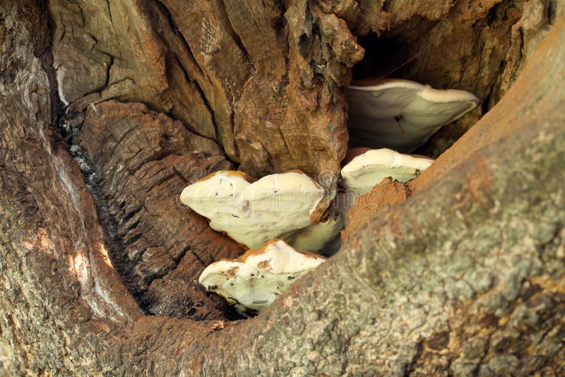 Bracket Fungus in Tree stock photo. Image of tree, toadstool - 33275966