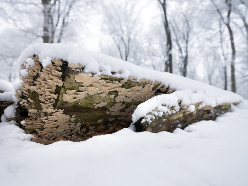 Bracket Fungus on Trunk of Beech Tree Covered in Snow Stock Image ...
