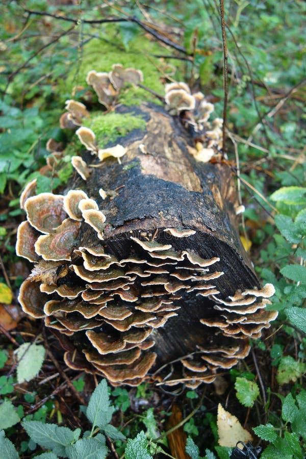 Bracket Fungus on a Tree stock photo. Image of bracket - 164244048