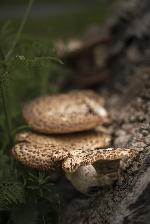 Bracket or Shelf Fungus on Dead Tree in Forest with Shallow Dept Stock ...