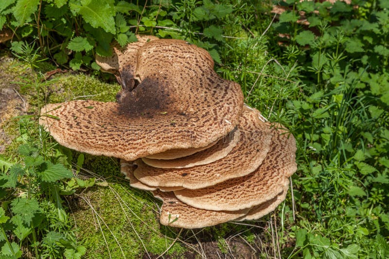 Bracket Shelf Fungus Growing on Tree Stock Image - Image of growth ...