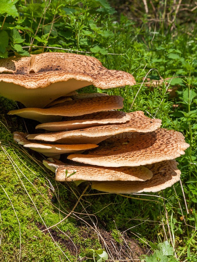 Bracket Shelf Fungus Growing on Tree Stock Image - Image of mycology ...