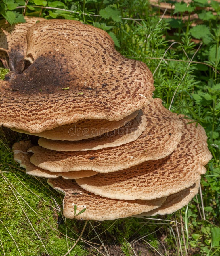 Bracket Shelf Fungus Growing on Tree Stock Image - Image of close ...