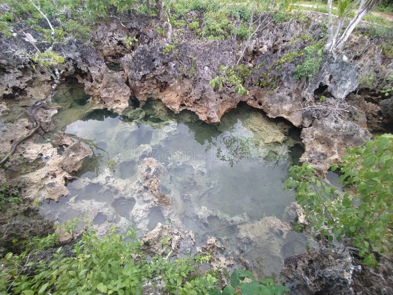 Brackish water pool stock image. Image of flower, pool - 264038453