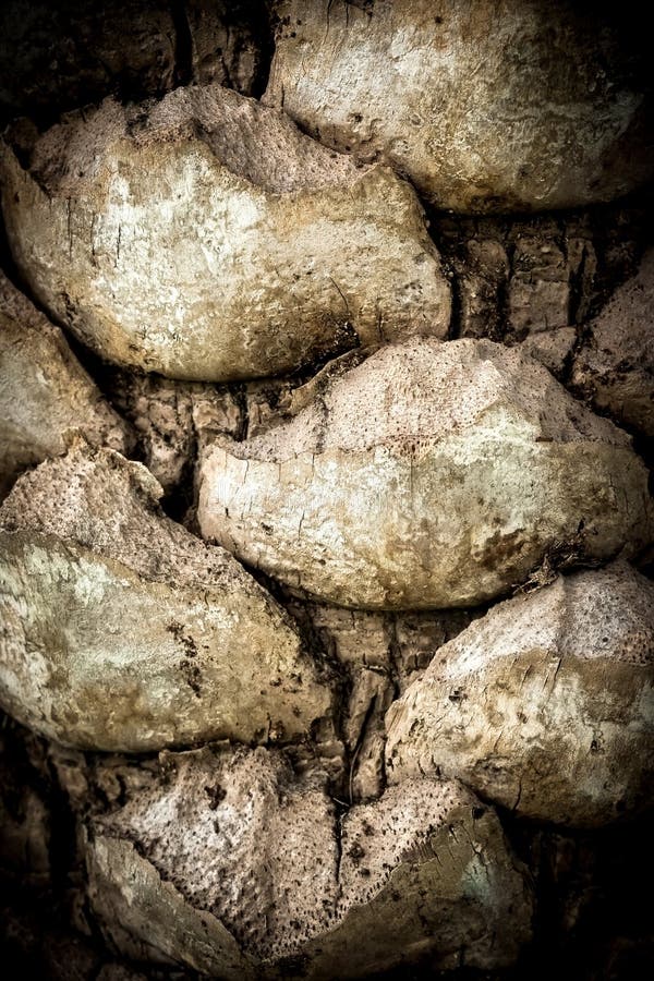 Bract coconut stock image. Image of wood, natural, texture - 29531035